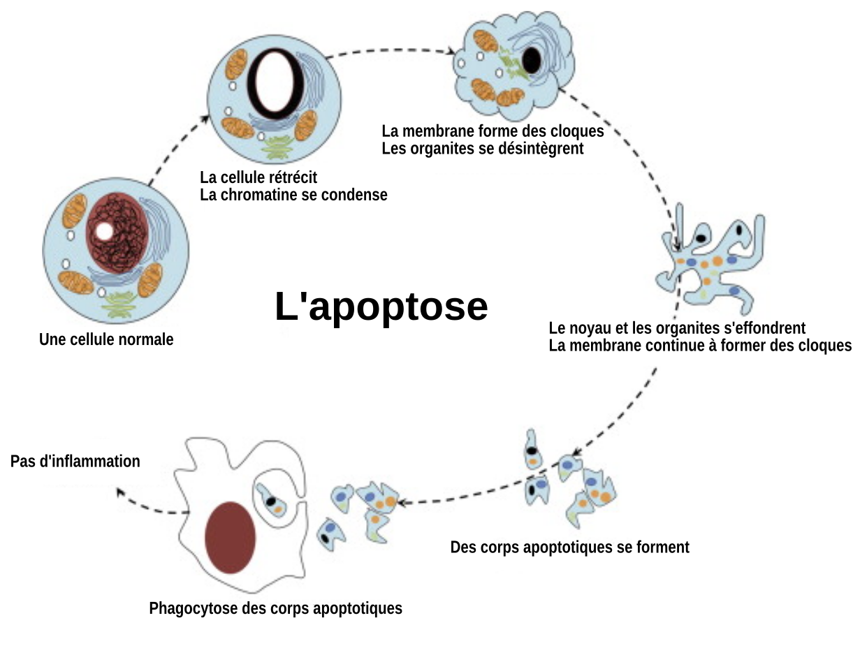 Un mécanisme de mort cellulaire programmée : l’apoptose | Planet-Vie